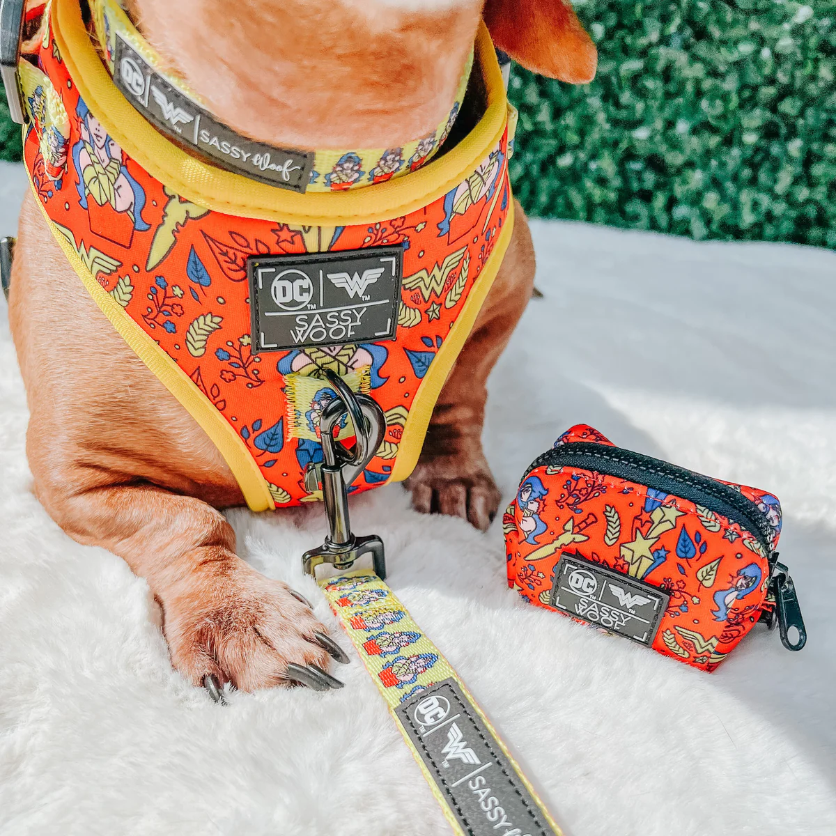 DC Collaborate With Sassy Woof For Dog Accessories Collection - The ...